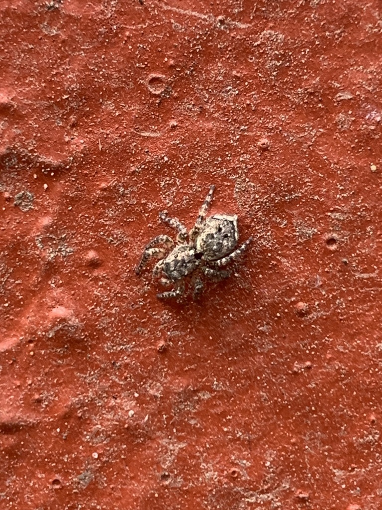 Mexigonus minutus from UNAM Universidad Nacional Autónoma de México ...