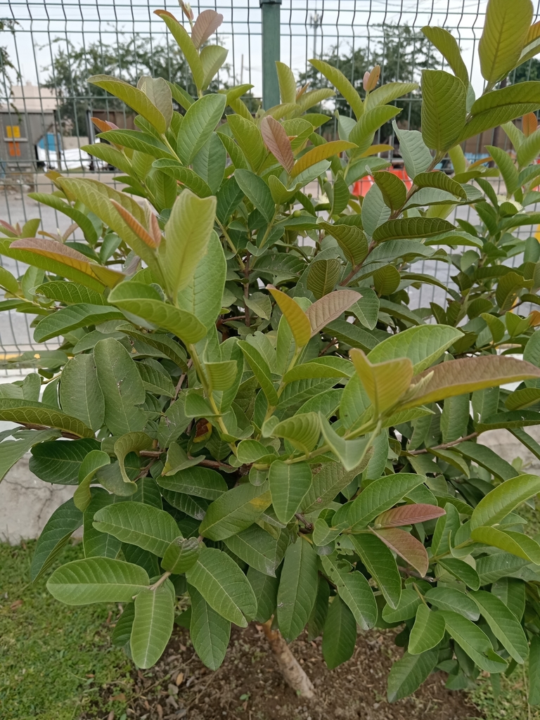 Common guava from Prolongación Gobernador Curiel, Sin Nombre, 45594 San ...