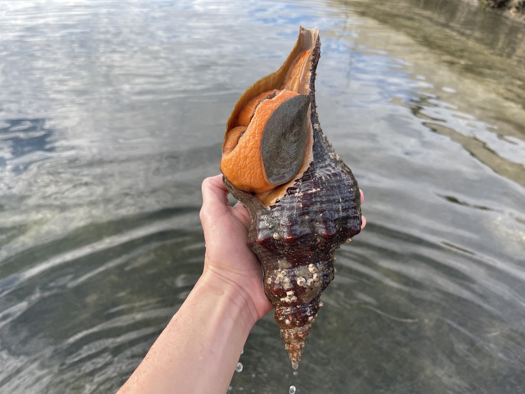 Florida Horse Conch from Tampa Bay, Saint Petersburg, FL, US on October ...
