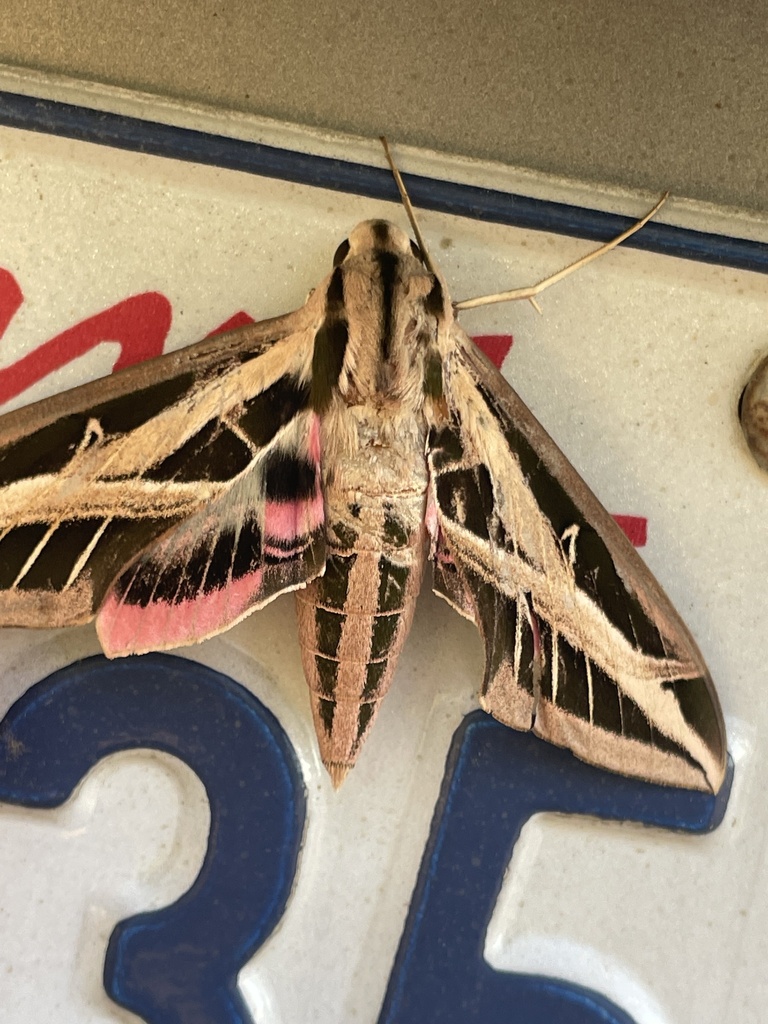 Banded Sphinx from Antler Cir, DeRidder, LA, US on October 9, 2023 at ...