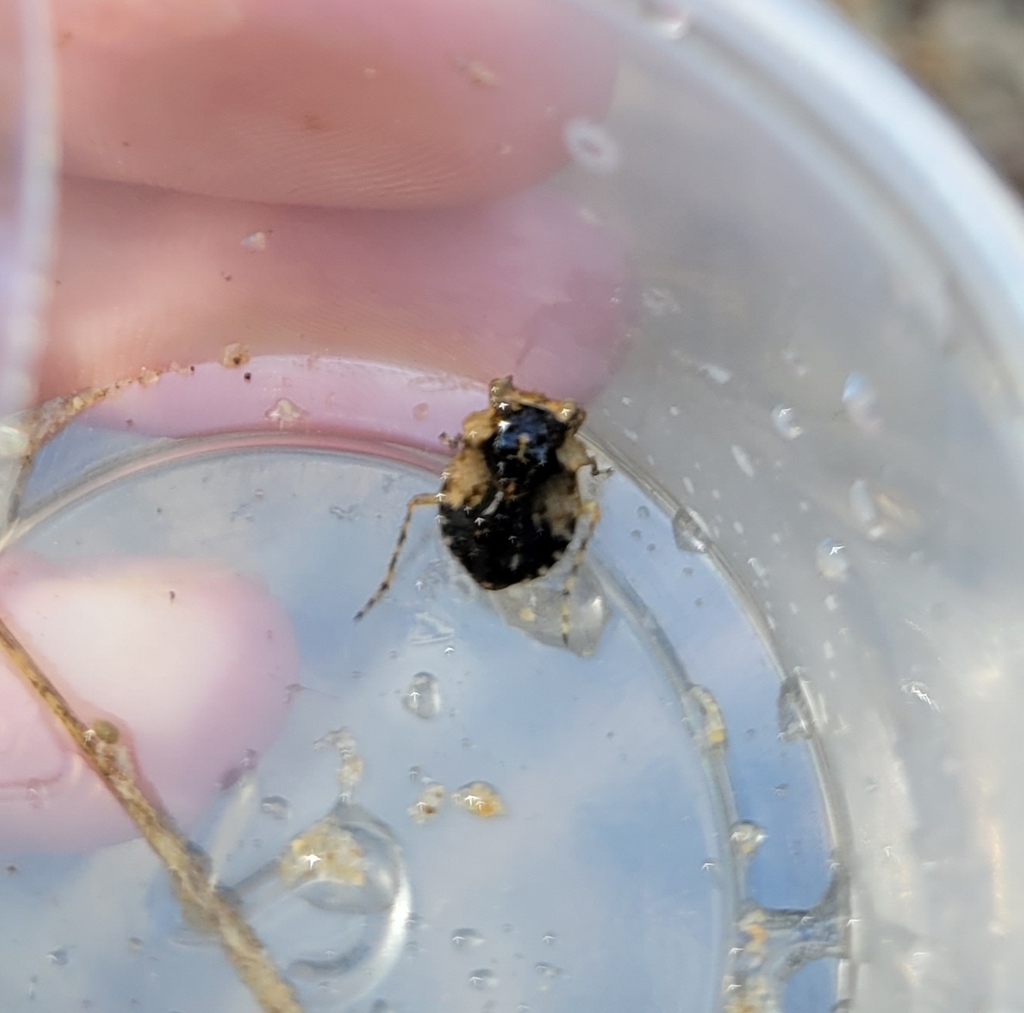 Big-eyed Toad Bug from Estillfork, AL 35745, USA on September 25, 2023 ...