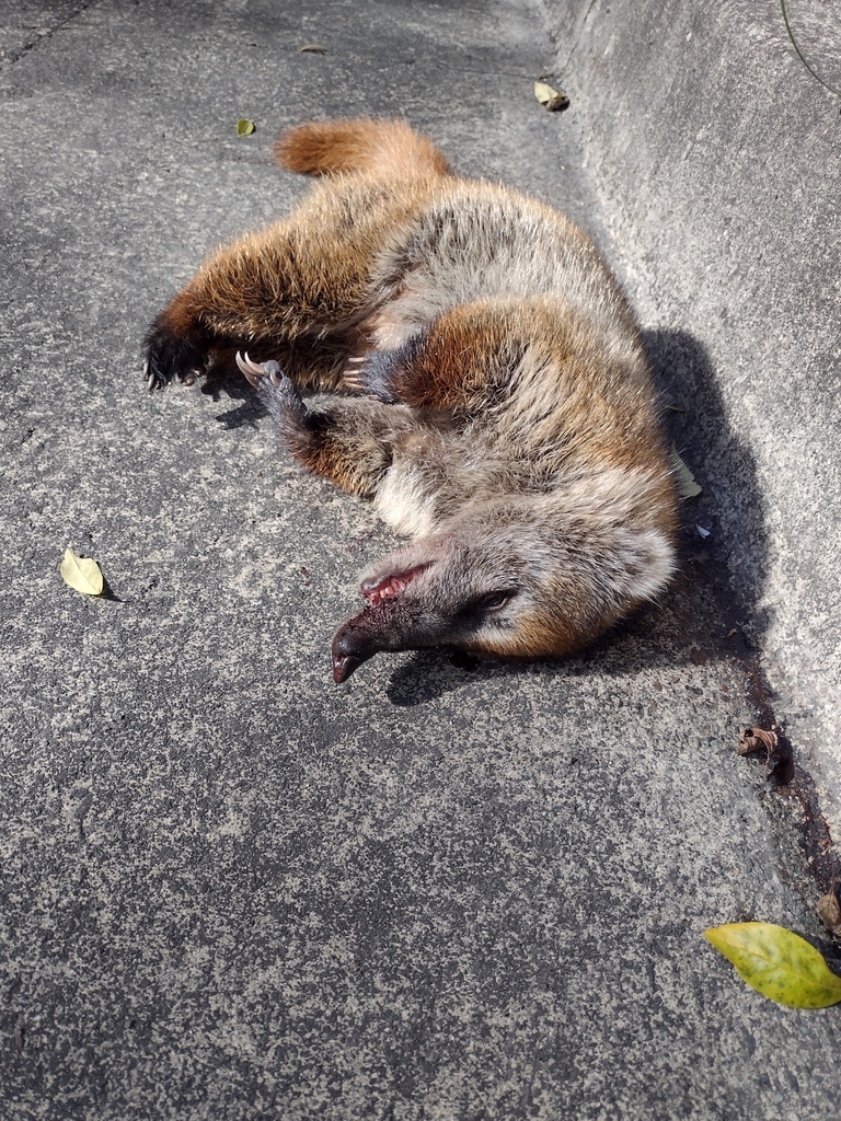 Mountain Coati in October 2023 by David Parra Puente. Atropellado en la ...