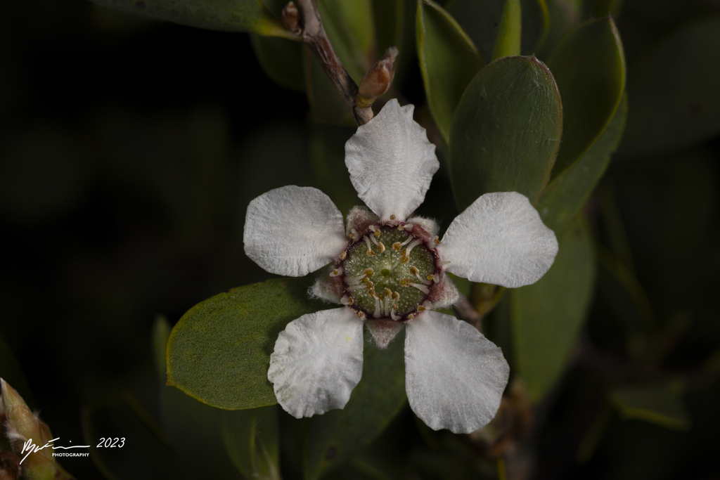 Australian Tea Tree from Surprise Bay TAS 7256, Australia on October 3 ...