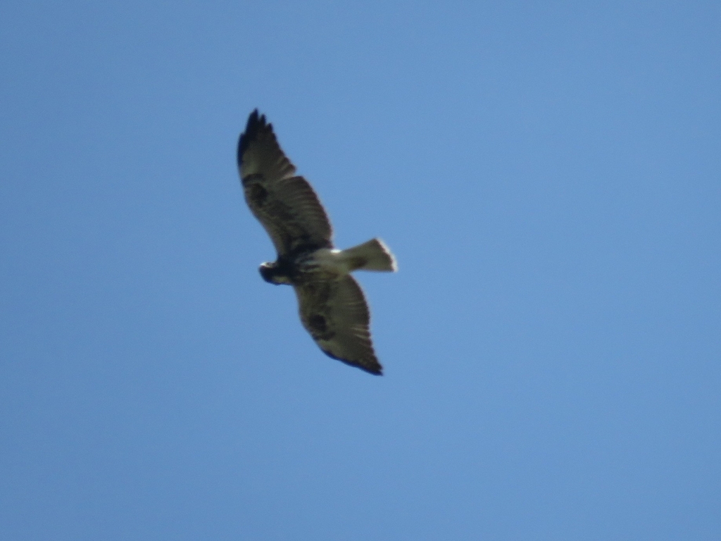 White-tailed Hawk from 71222 Oax., Mexico on September 20, 2023 at 11: ...