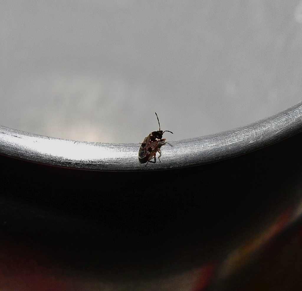 Pentatomomorph Bugs from Rua Eufrásio Rodrigues, Patos De Minas, MG, BR ...