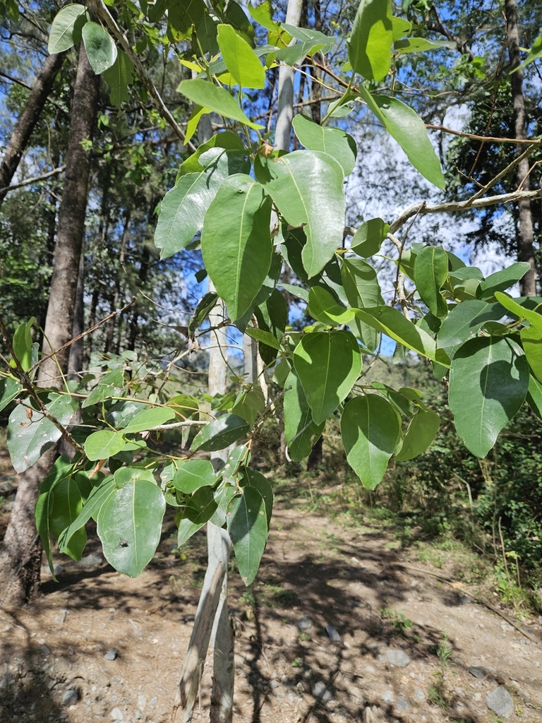 Something from Netherdale QLD 4756, Australia on October 10, 2023 at 09 ...
