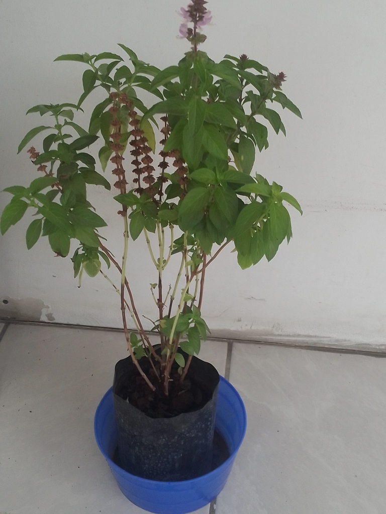 Holy Basil from 5 de Mayo, Guadalajara, Jal., México on October 9, 2023 ...