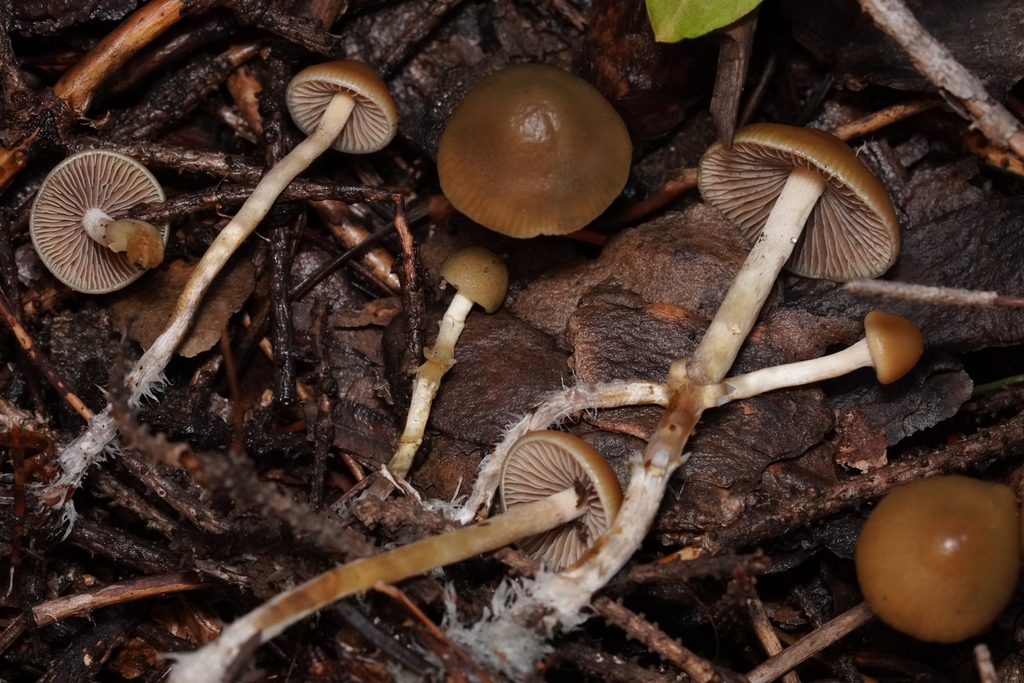 Psilocybe aztecorum in September 2023 by Rami. Uv fluorescent cystidia ...