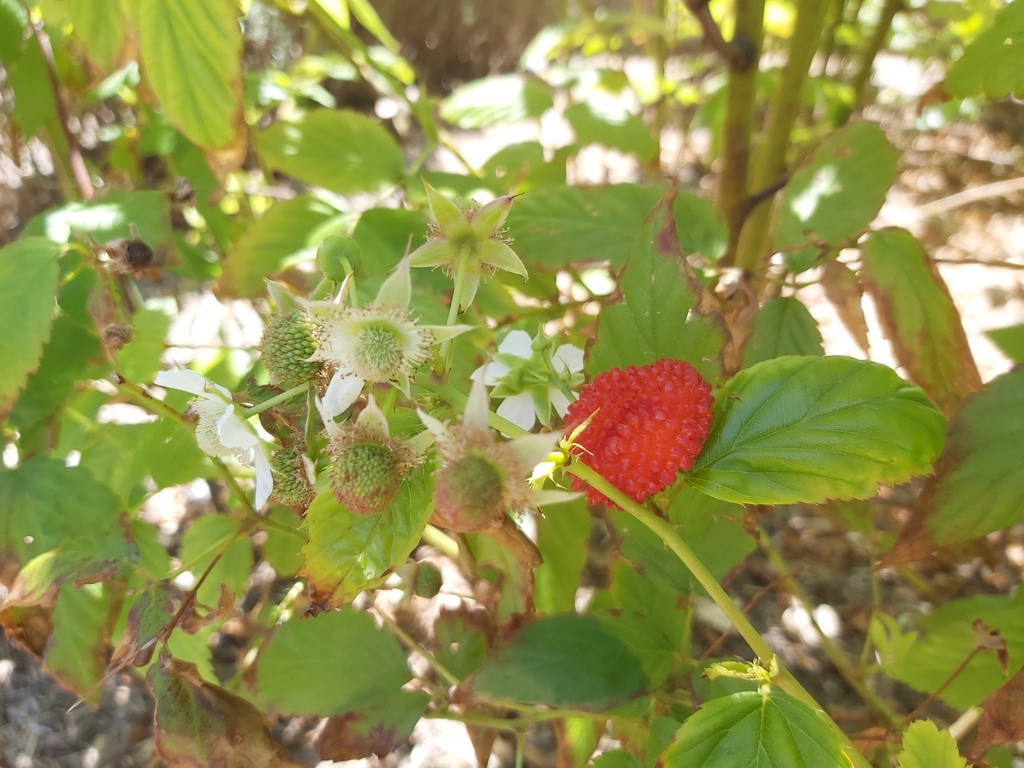 brambles from Epicurious Garden, Formal Gardens, Clem Jones Promenade ...