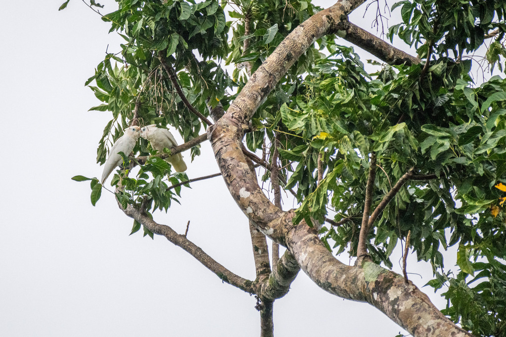 Ducorps's Cockatoo from Marovo Lagoon, Solomon Islands on July 15, 2023 ...
