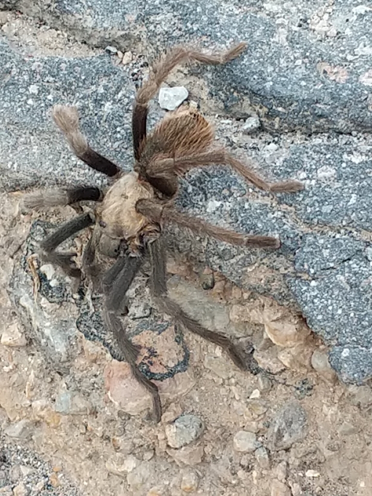 Desert Tarantula from Moapa Valley, NV 89040, USA on October 9, 2023 at ...