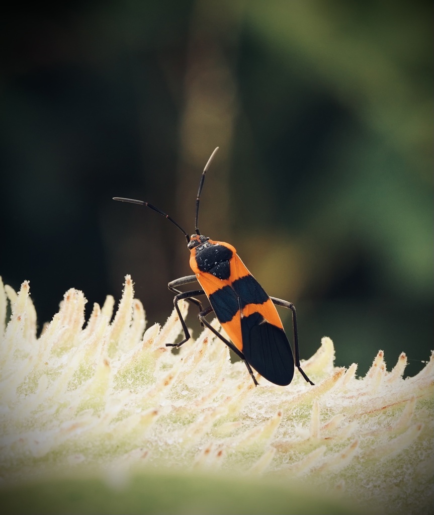Large Milkweed Bug from Crete Dr, Raleigh, NC, US on August 8, 2021 at ...