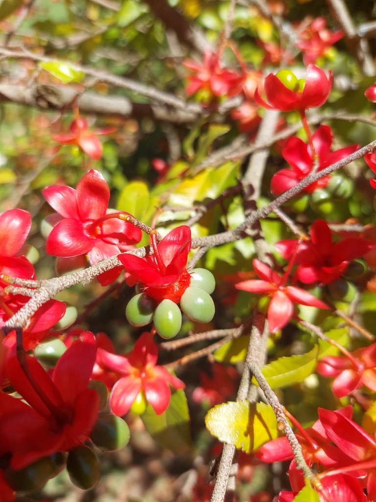 Small-leaved plane from North Parramatta NSW 2151, Australia on October ...