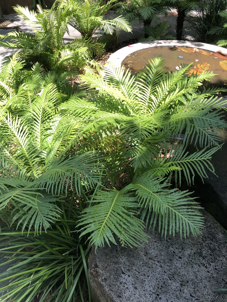 ferns from Little Stanley St, South Brisbane, QLD, AU on October 10 ...