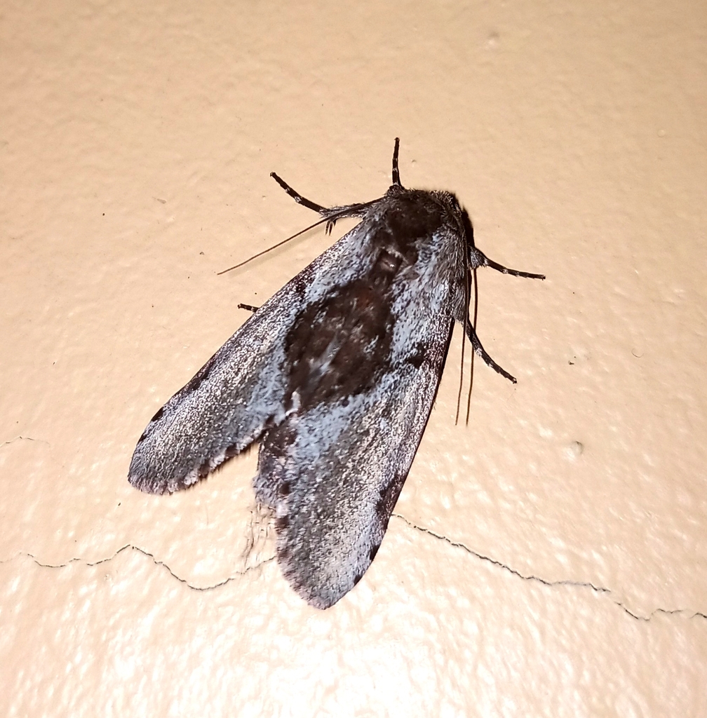 Butterflies and Moths from F2X9+4P9, Metetí, Panamá on October 9, 2023 ...