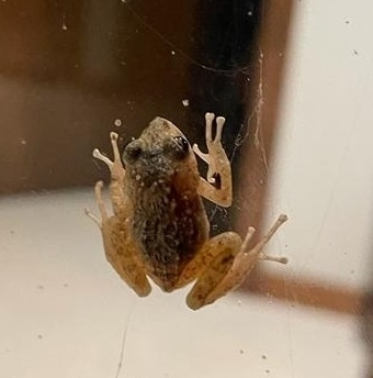 Striped Robber Frog from RJFJ+9RQ, Puembo 170179, Ecuador on October 9 ...
