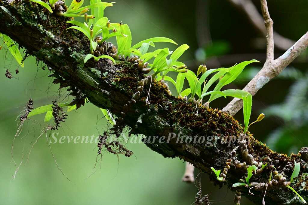Pinalia japonica in October 2023 by 石柒 · iNaturalist