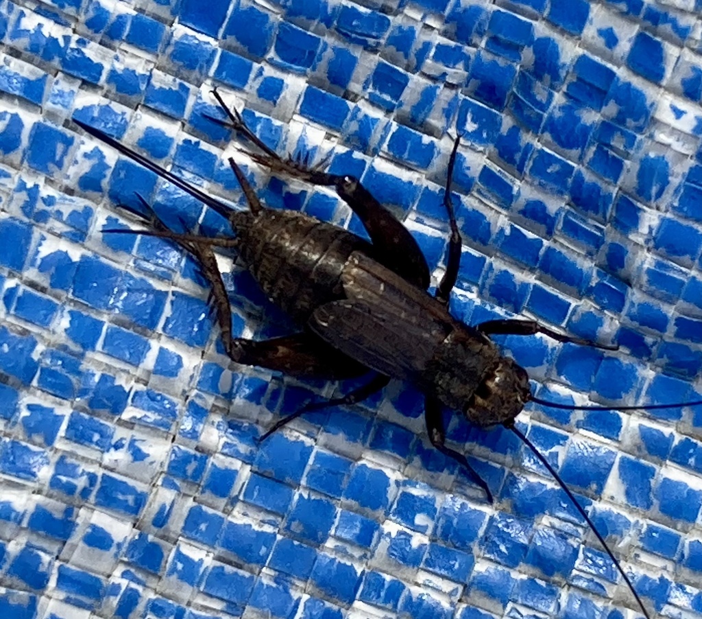 Allard's Ground Cricket from Nannacher Rd, Waterbury, VT, US on October ...