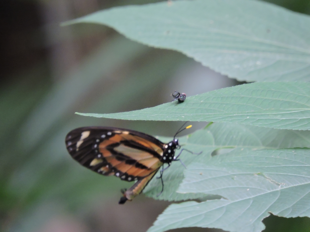 Tiger Mimic-Queen from Aratuba, CE, Brasil on January 15, 2023 at 11:51 ...