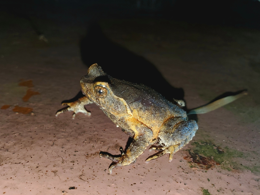 Short-legged Horned Toad from 香港大嶼山 on October 6, 2023 at 10:04 PM by ...