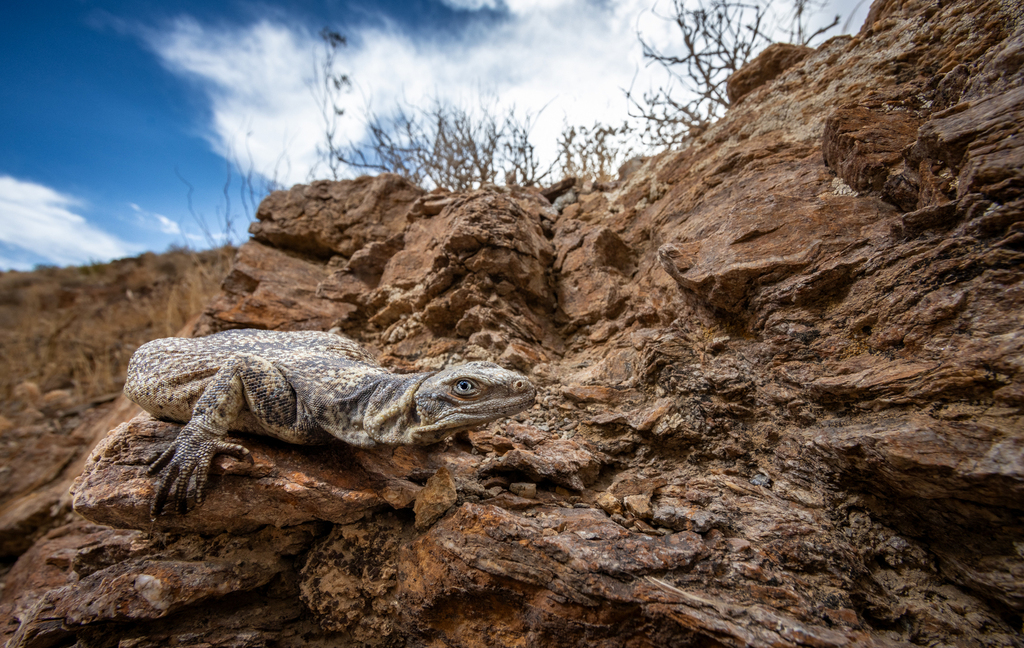 Common Chuckwalla in August 2023 by Zeev NG · iNaturalist