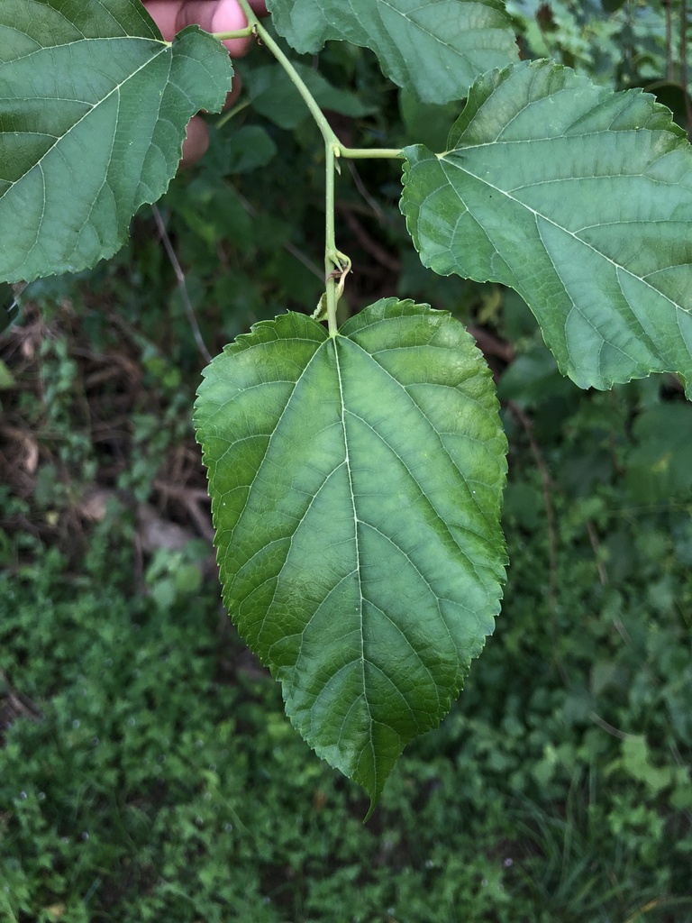 Korean mulberry from 臺灣島, 旗山區, KHH, TW on October 9, 2023 at 04:51 PM ...