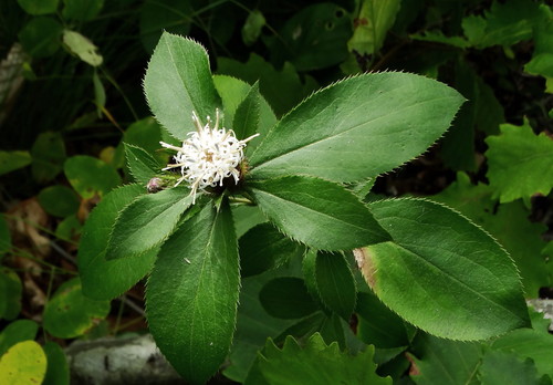 Genus Atractylodes · iNaturalist
