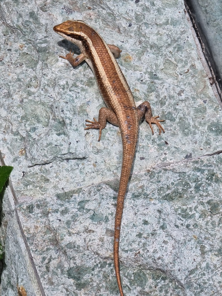 African Striped Skink from Kaskazini B, Tanzania on September 21, 2021 ...