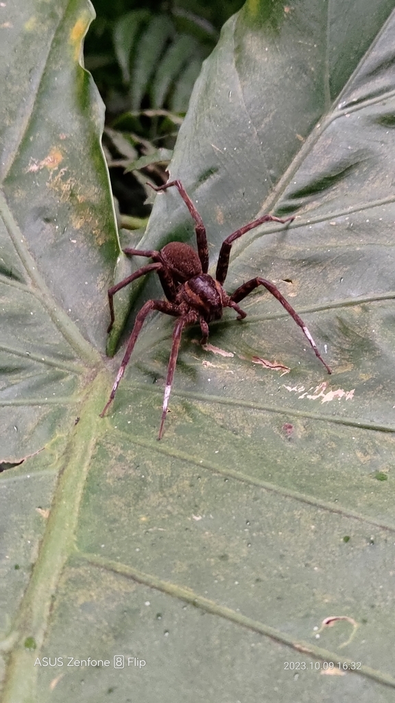 Dolomedes raptor from New Taipei, TW-NT-TP, TW on October 9, 2023 at 04 ...