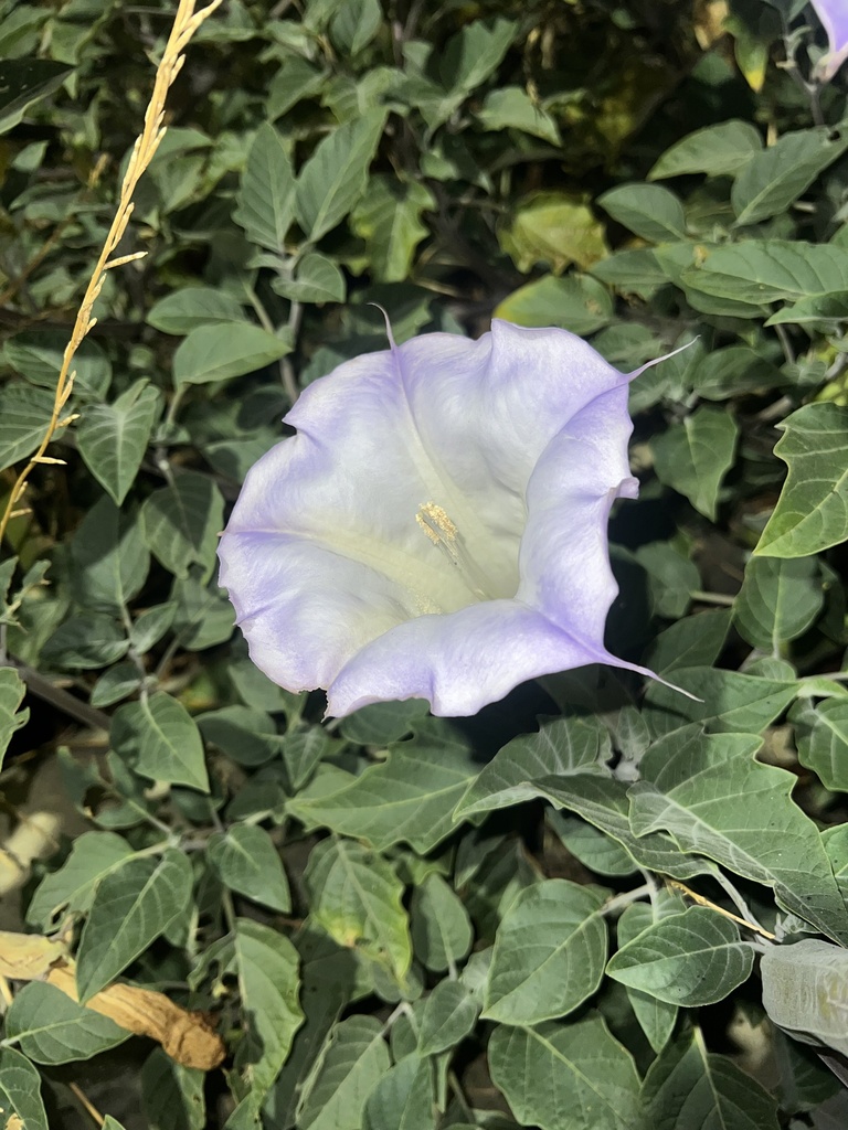 Sacred Datura from N College Ave, Claremont, CA, US on October 4, 2023 ...