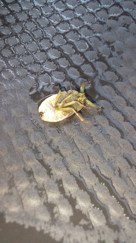 Water Bugs from 48804 Jal., México on July 24, 2023 at 04:50 PM by ...