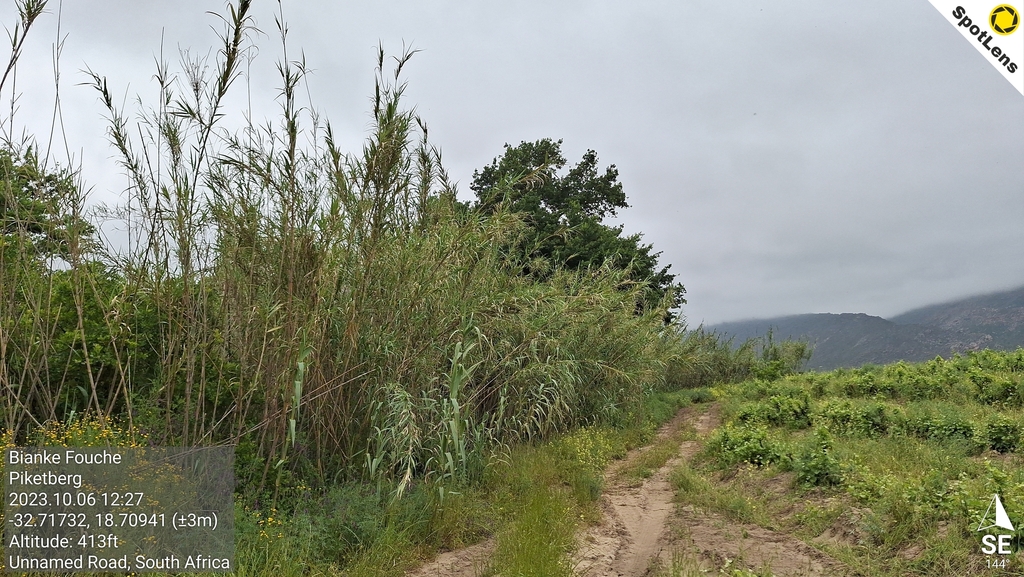 giant reed from West Coast District Municipality, South Africa on ...