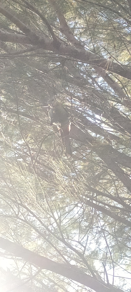 Pale-headed Rosella from Mountain Creek QLD 4557, Australia on October ...