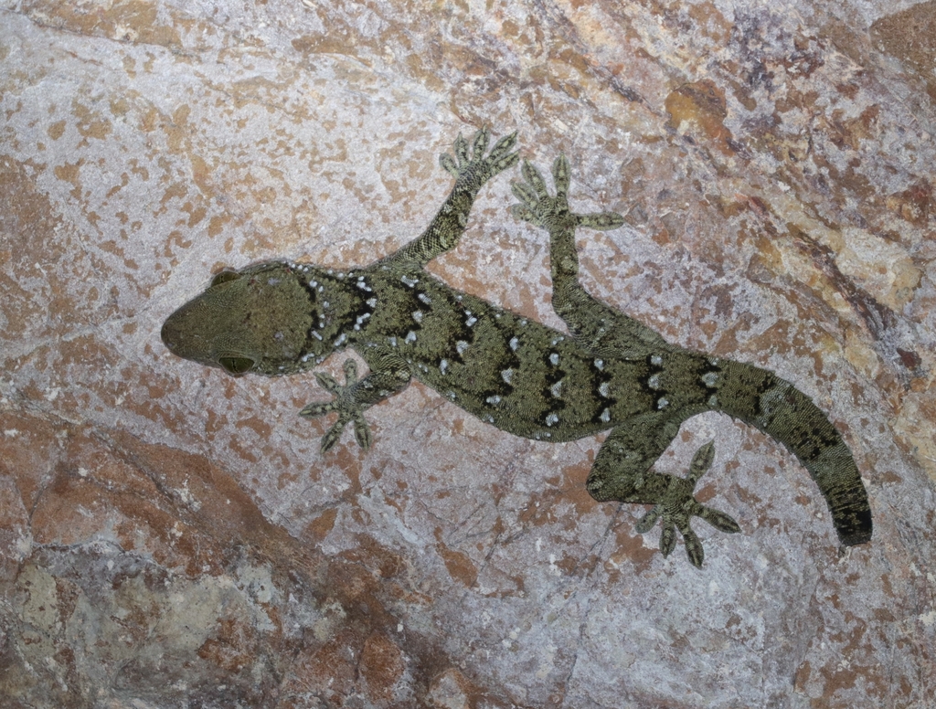 Siamese Green-eyed Gecko from PW82+6J4, Na Phra Lan, Chaloem Phra Kiat ...