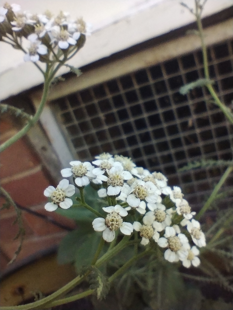 common yarrow from Yass NSW 2582, Australia on March 10, 2023 at 04:35 ...