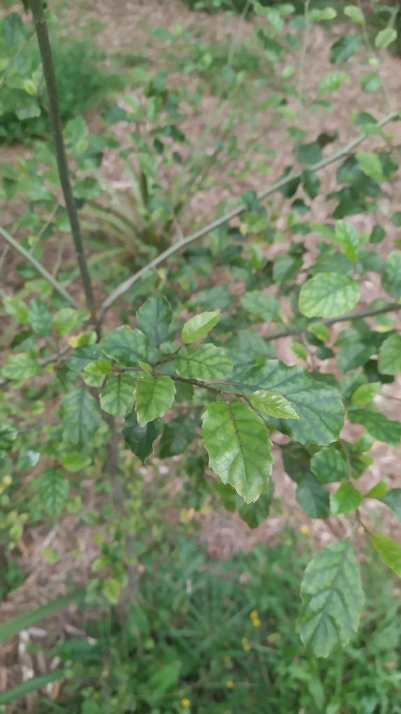 Marble leaf from Bader, Hamilton 3206, New Zealand on October 7, 2023 ...