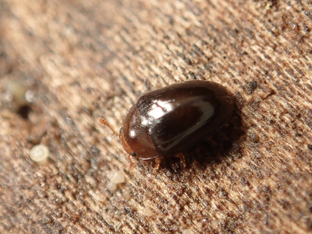 Triplax canalicollis from 箕面公園, 箕面市, 大阪府, JP on October 9, 2023 at 10: ...