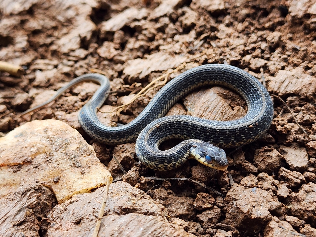 Eastern Garter Snake from Broad Run, VA 20137, USA on August 24, 2023 ...