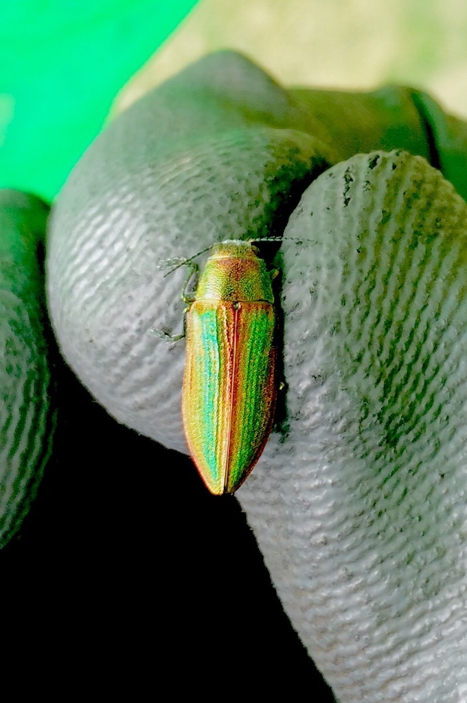 Buprestis splendens niponica in June 2016 by Yamada Wataru. Sci. name ...