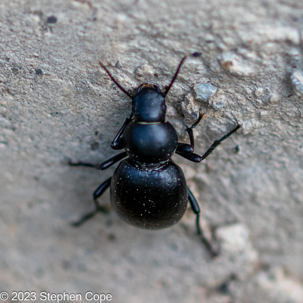 Tentyriini from Almanzora, Almería, Spain on May 30, 2023 at 10:02 AM ...