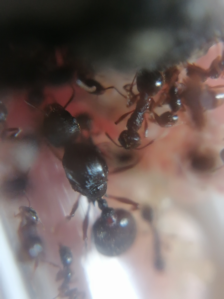 Collared Ants from Neos Kosmos on July 14, 2021 by Noah M · iNaturalist