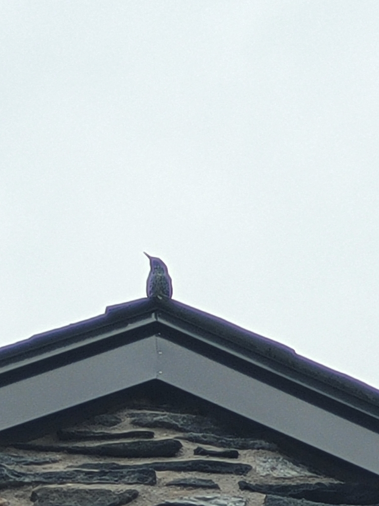 European Starling from Villanova, Villanova, PA 19085, USA on October ...