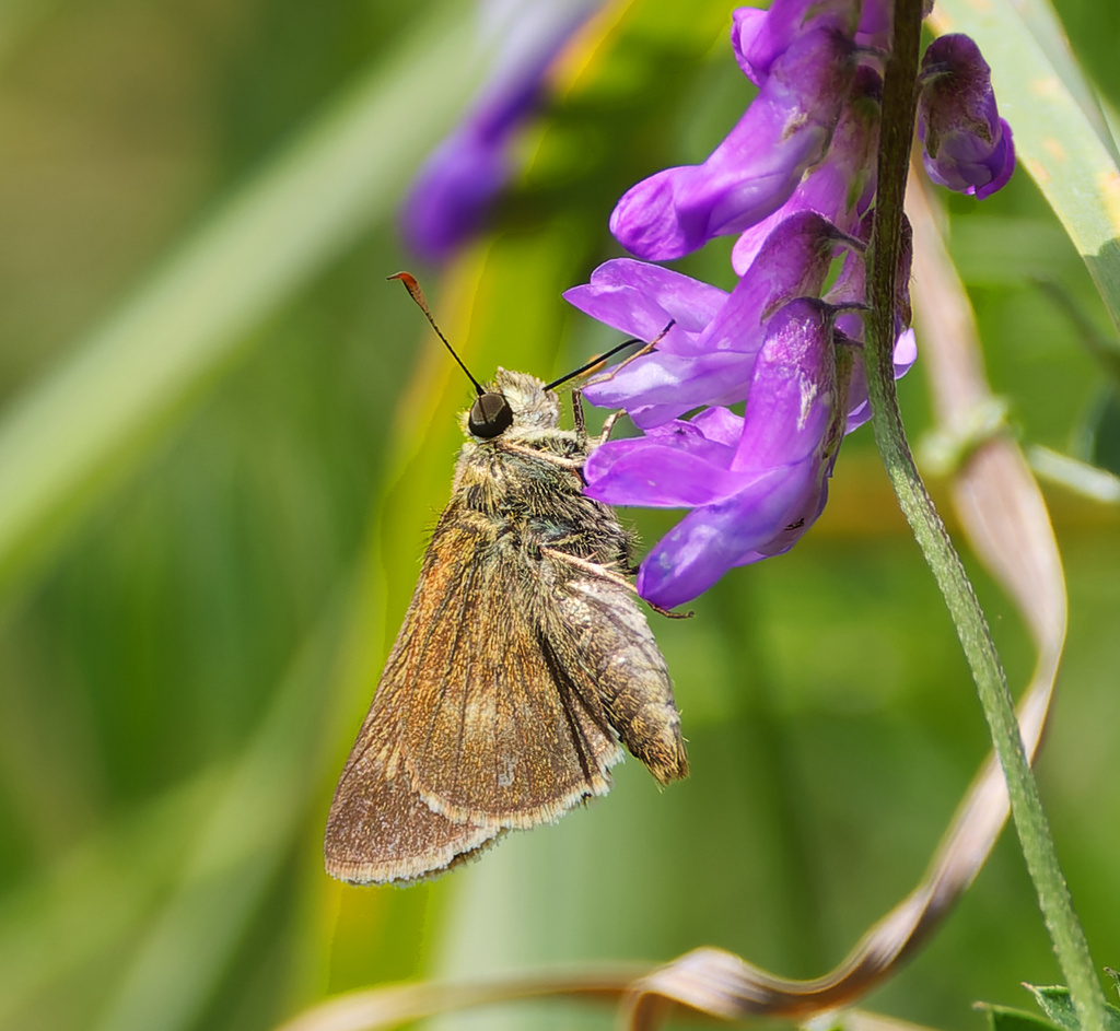Polites from Carden, ON L0K 1B0, Canada on July 22, 2023 at 12:58 PM by ...