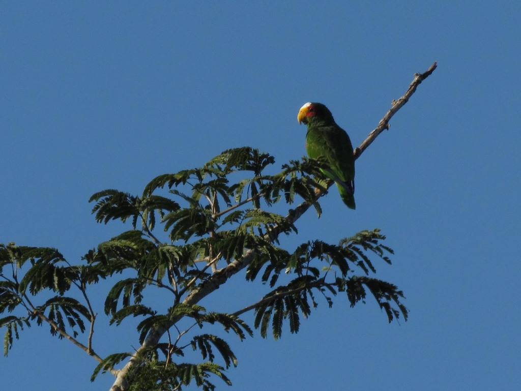 Yellow-lored Amazon in November 2011 by Alfredo Dorantes Euan · iNaturalist