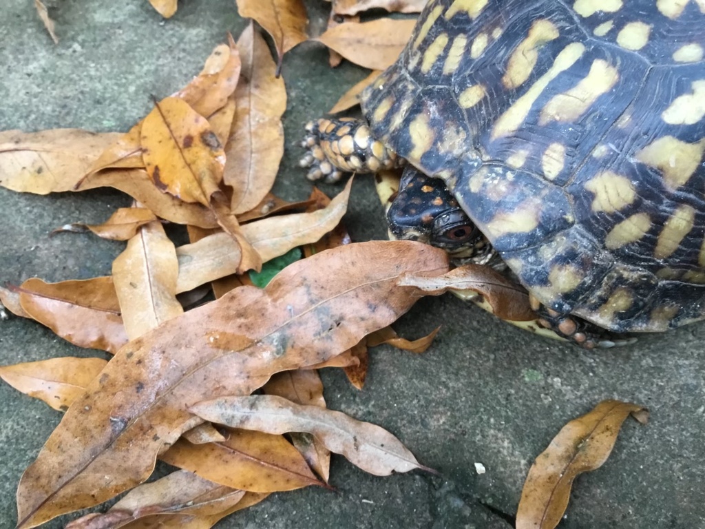Common Box Turtle in October 2018 by karyorelicta · iNaturalist