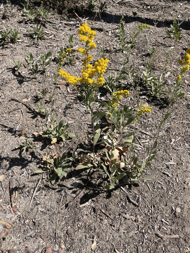 velvety goldenrod from San Bernardino National Forest, Idyllwild, CA ...