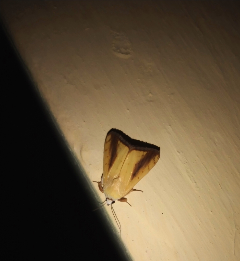 Xanthodes intersepta from 8X8J+7VW, Belpukur, Ajodhya, West Bengal ...