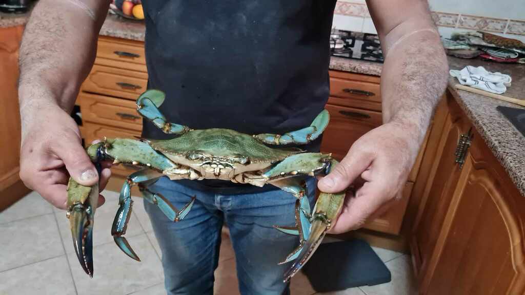 Atlantic Blue Crab from 8700 Moncarapacho, Portugal on October 2, 2023 ...