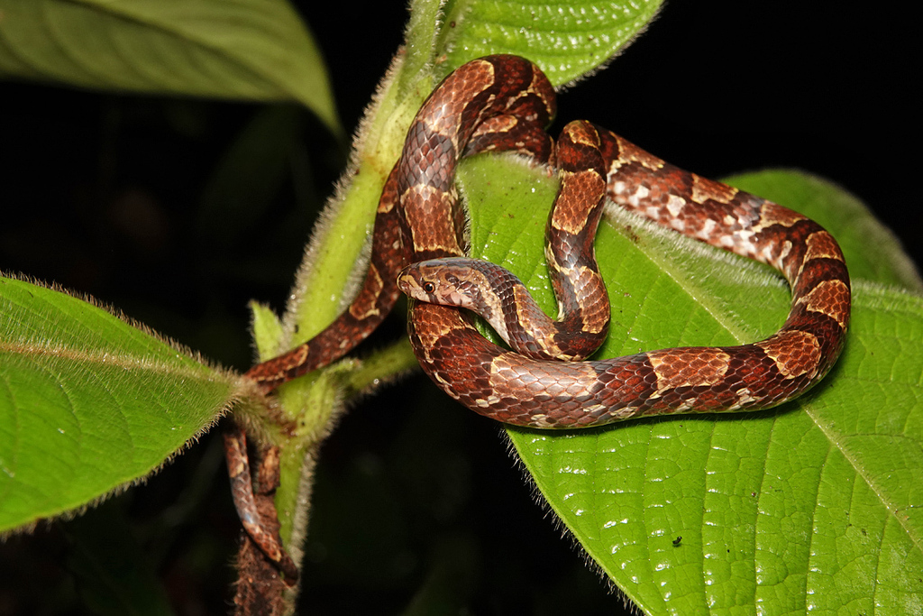 Ringed Kukri Snake in May 2023 by Carol Kwok. 環紋小頭蛇 Ringed Kukri Snake ...