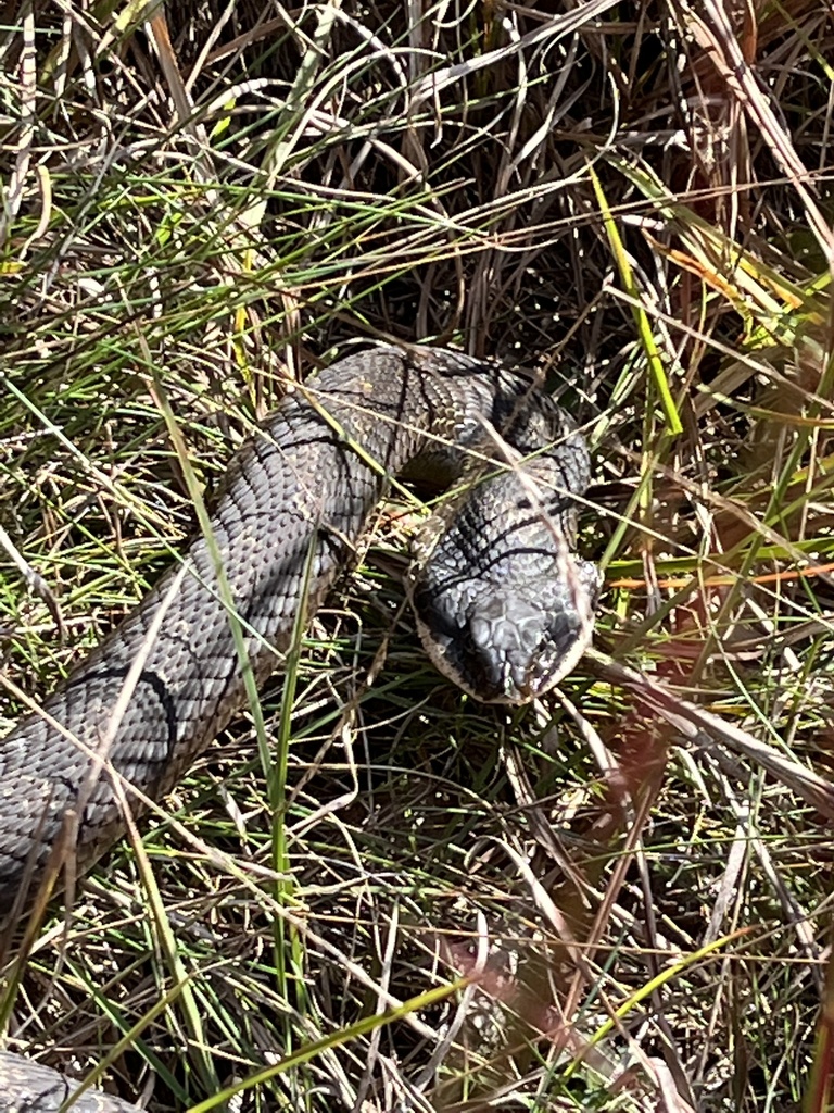 Eastern Hognose Snake from Ward Pound Ridge Reservation, Pound Ridge ...